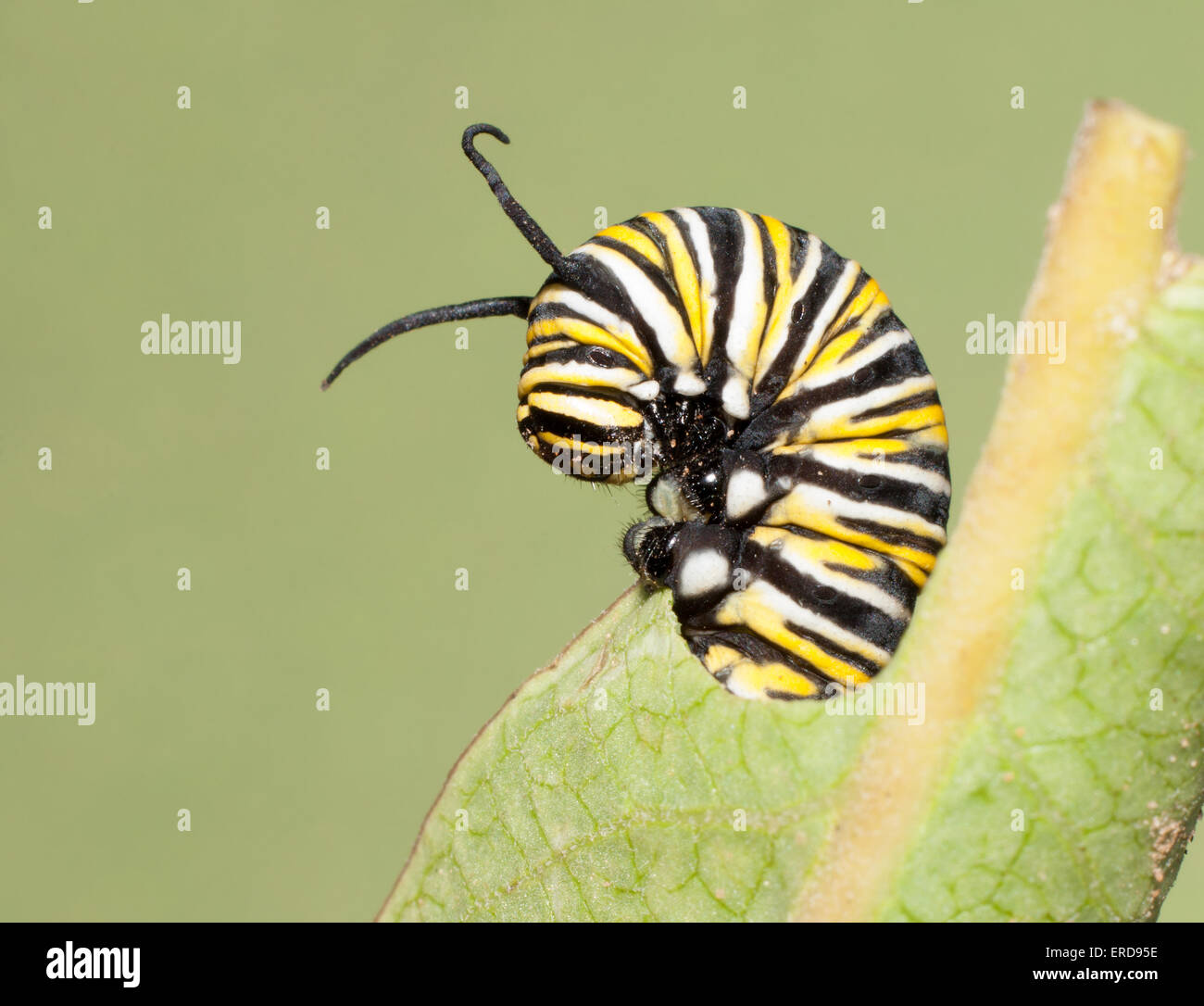 Caterpillar life cycle hi-res stock photography and images - Alamy