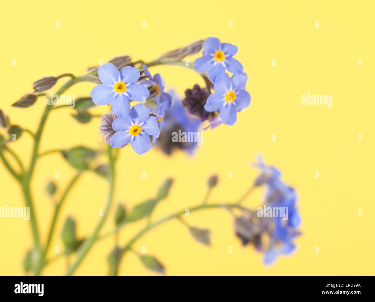 Baby blue Forget-me-not flowers on light yellow background Stock Photo ...