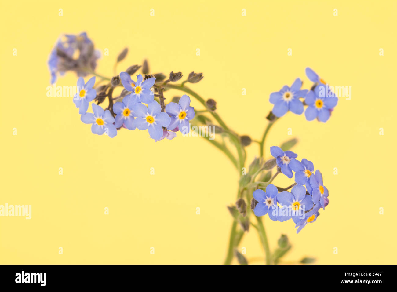 Dainty blue Forget-me-not flowers on contrasting yellow background ...