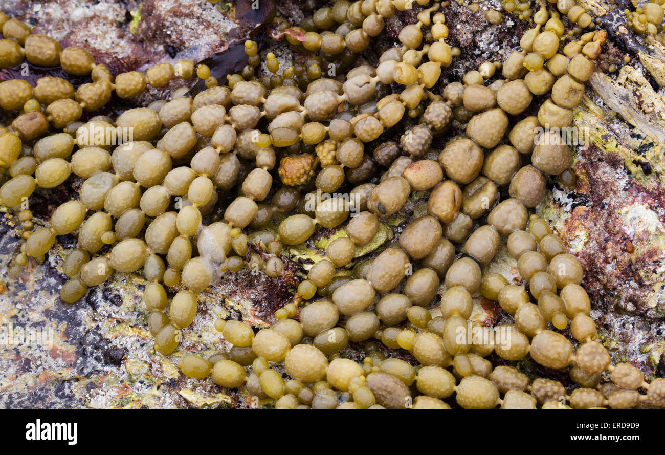Seaweed Neptune's Necklace Hormosira banksii in intertidal rock pool on ...