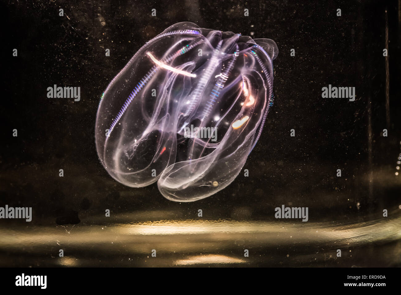 Phylum cnidaria jellyfish hi-res stock photography and images - Alamy
