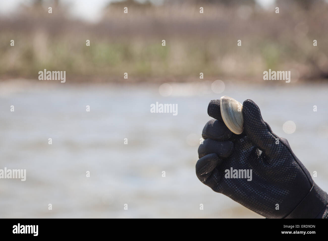 Eastern Clam in the hand of a clam digger Stock Photo - Alamy
