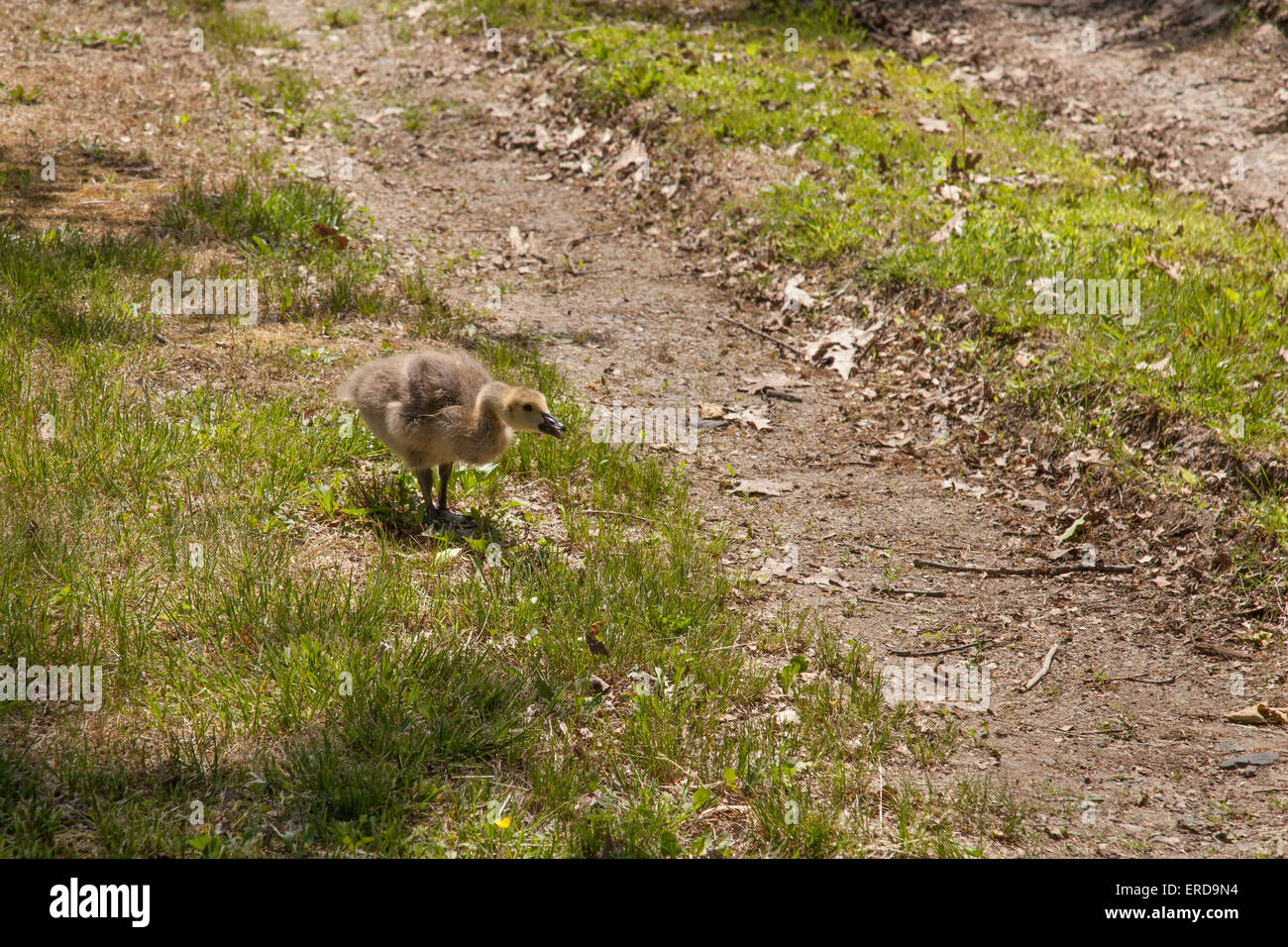 Baby goose bird hi-res stock photography and images - Alamy