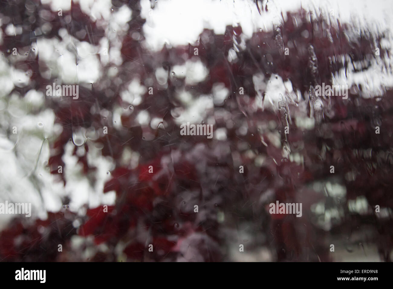 Rainy window abstract with tree in background Stock Photo - Alamy