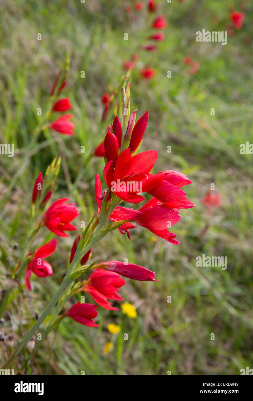 Crimson Flag Lily Hesperantha ( Schizostylis ) coccinea growing wild in ...