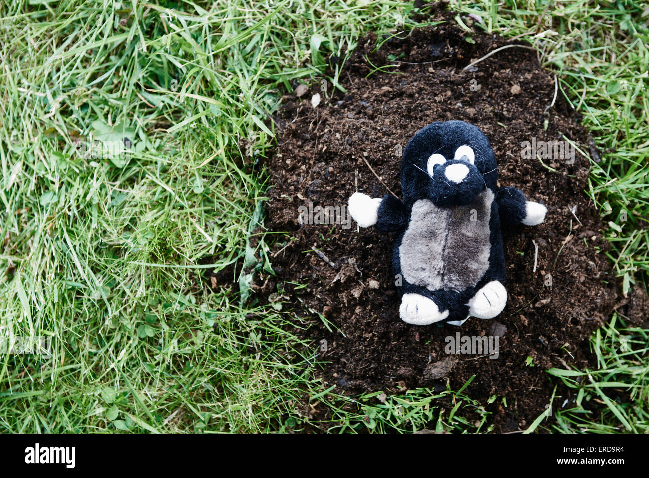 Mole digging burrow hi-res stock photography and images - Alamy