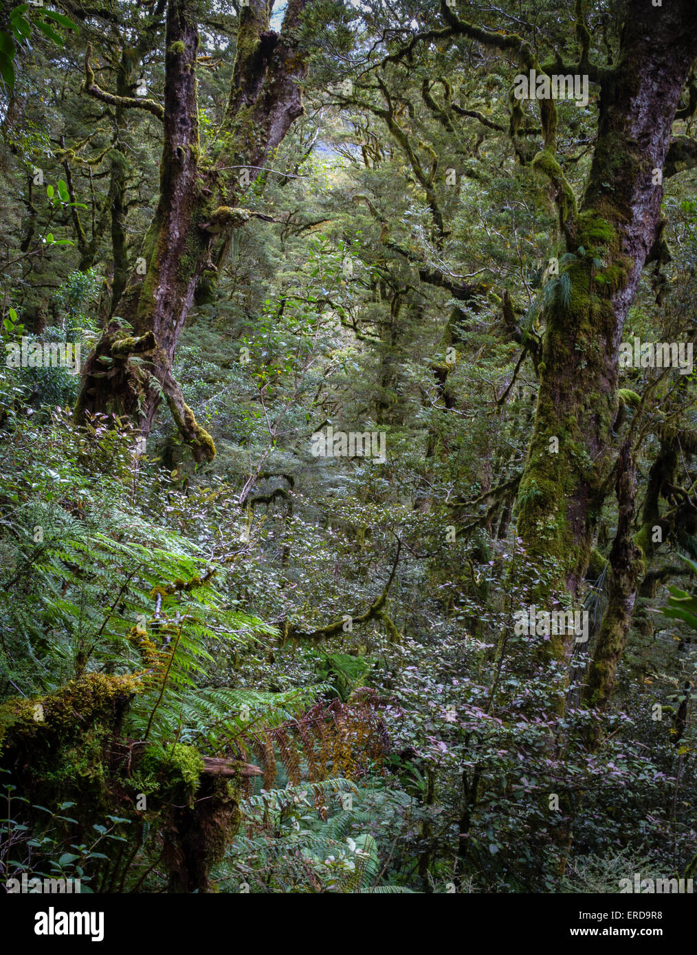 Montane temperate forest hi-res stock photography and images - Alamy