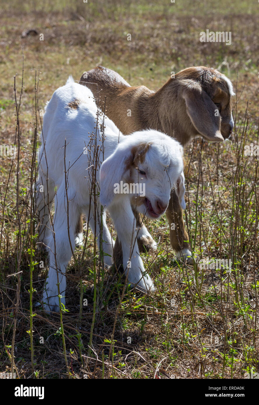 Stand two goats hi-res stock photography and images - Alamy