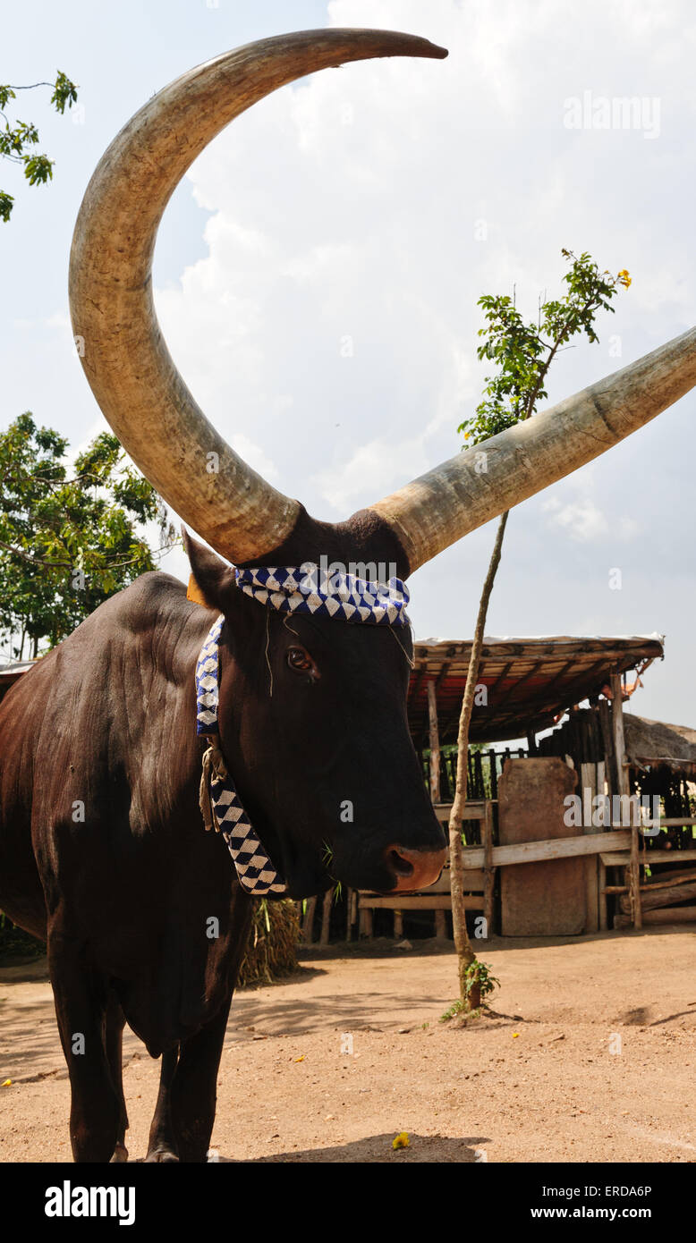 Sacred cows,( Inyambo) at the Rukari Ancient Historical Museum in ...