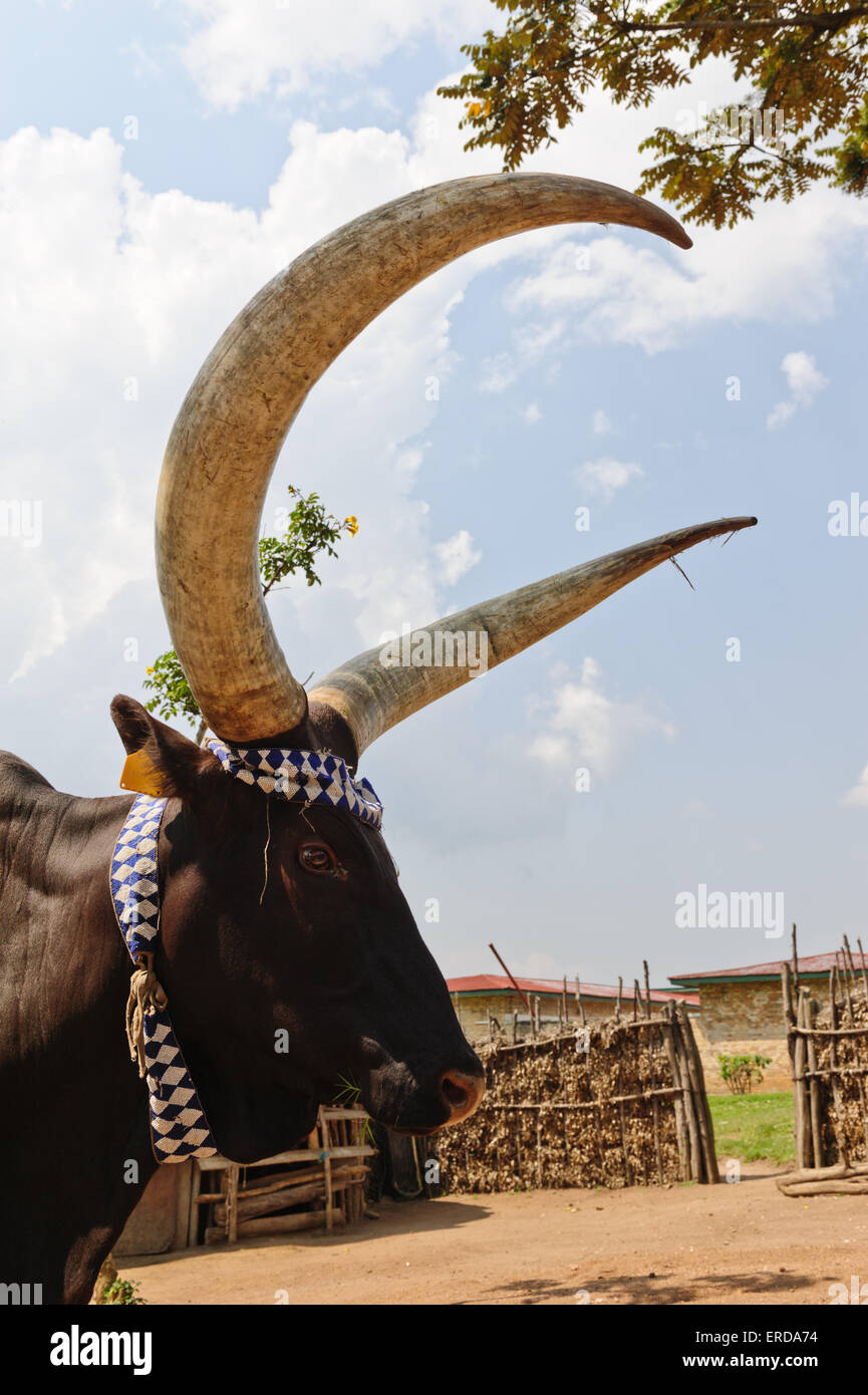 Sacred cows,( Inyambo) at the Rukari Ancient Historical Museum in ...