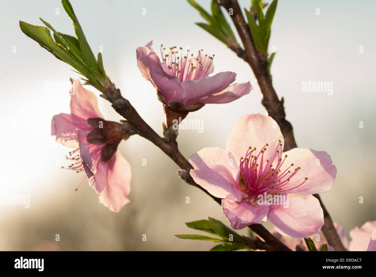 Peach blooms backlit by late evening rays of sun Stock Photo - Alamy