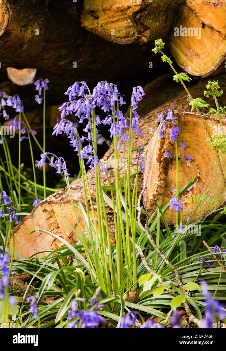 Bluebell flowers Endymion non scriptus growing close to a wood pile in ...