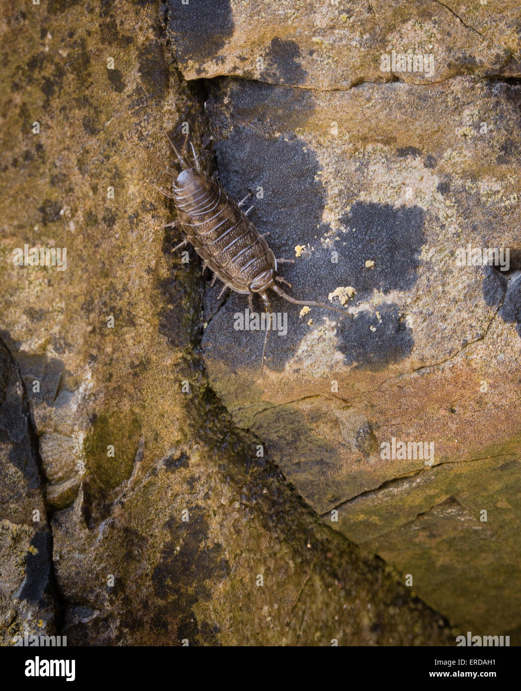 Sea Slater Ligia oceanica on shaded cliffs on the Somerset coast UK ...