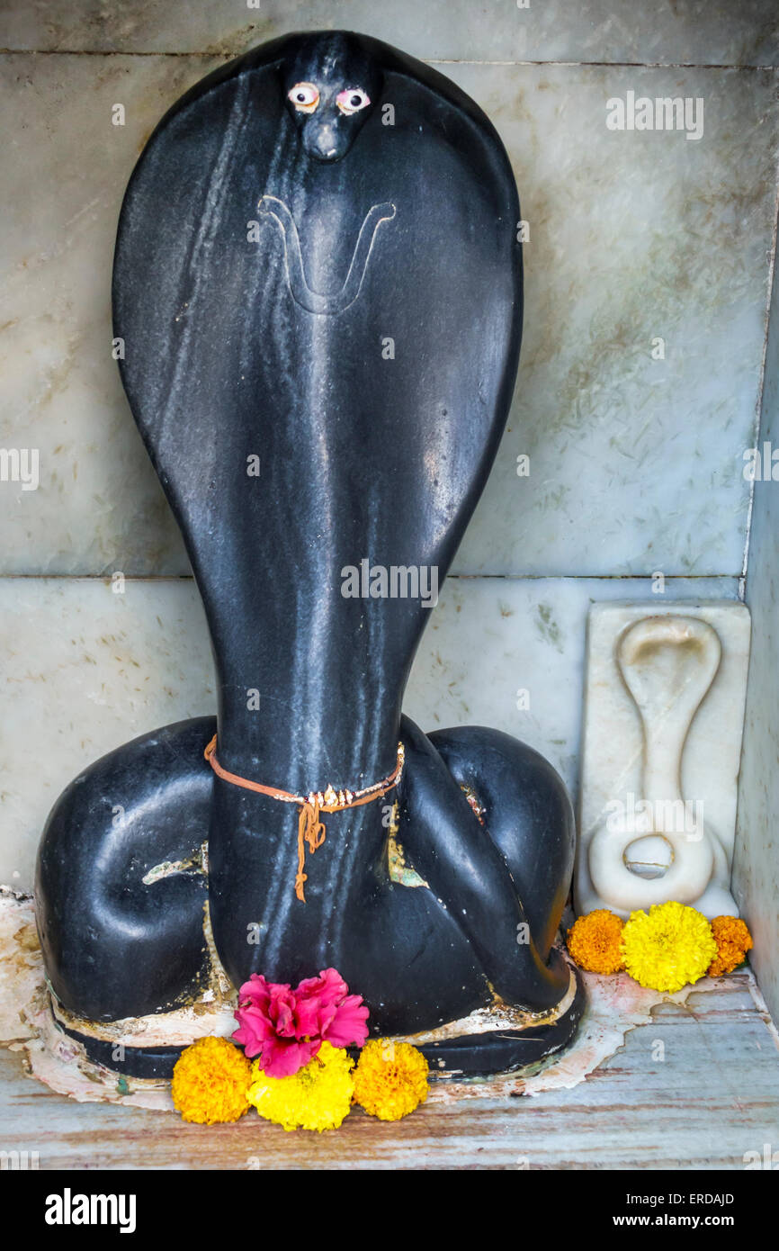 Indian cobra snake hi-res stock photography and images - Alamy