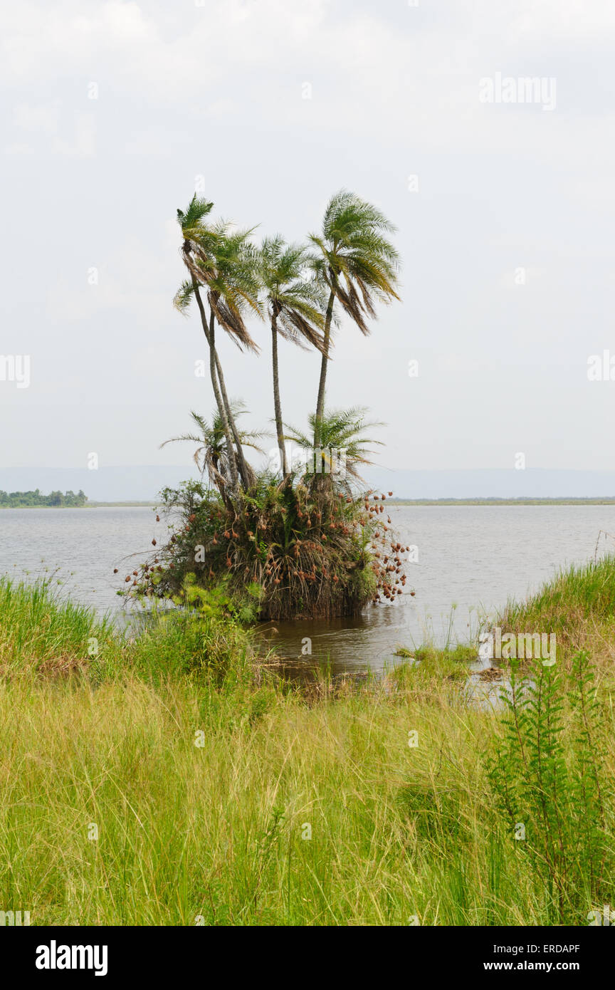 Palm tree by lake hi-res stock photography and images - Alamy