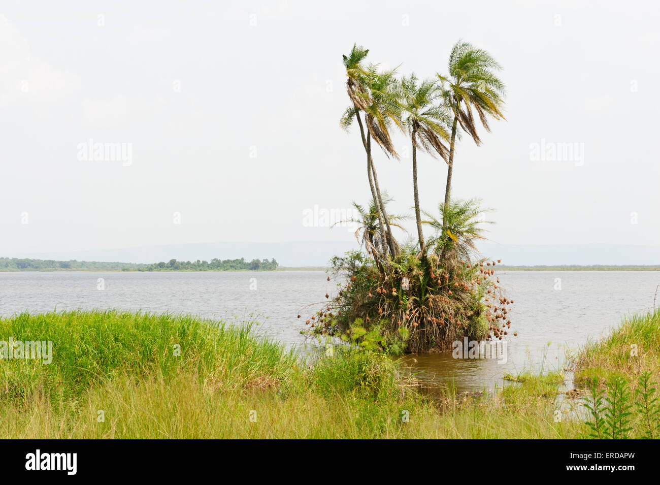 Akagera National Park, Rwanda. Some palm trees in one of the lakes ...