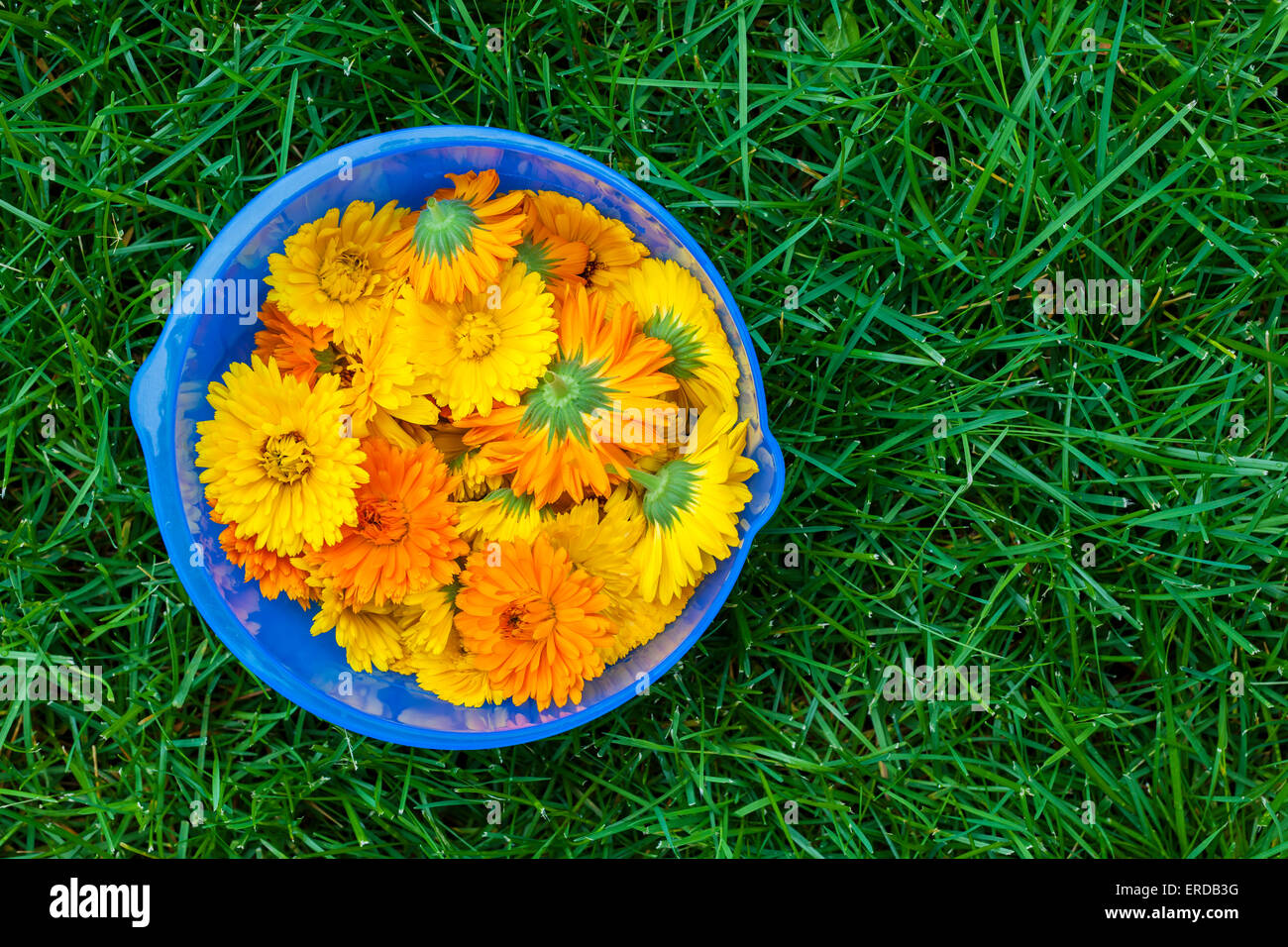 Freshly picked medicinal calendula flowers in blue bowl on green grass ...