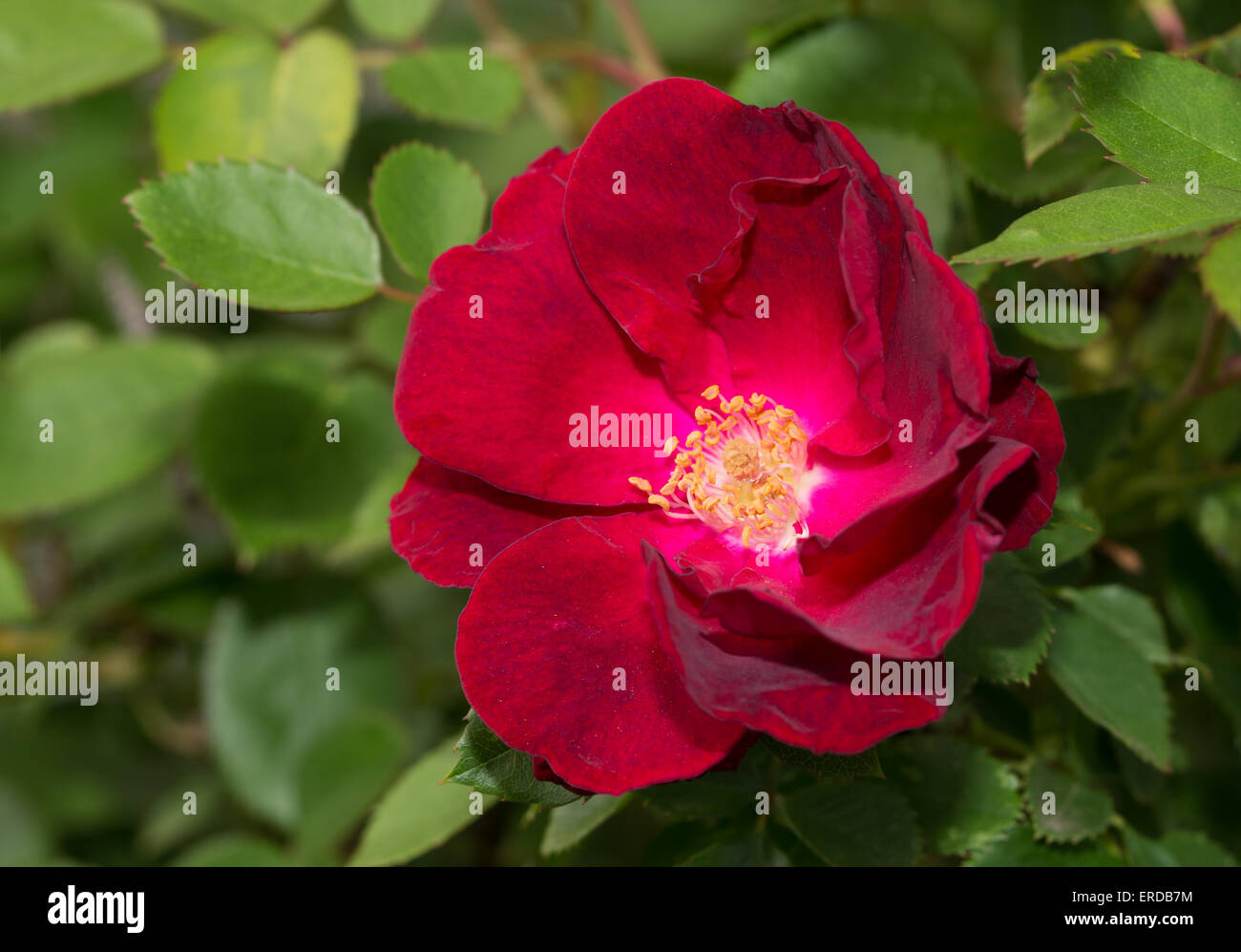 Deep red old style rose in the garden Stock Photo - Alamy