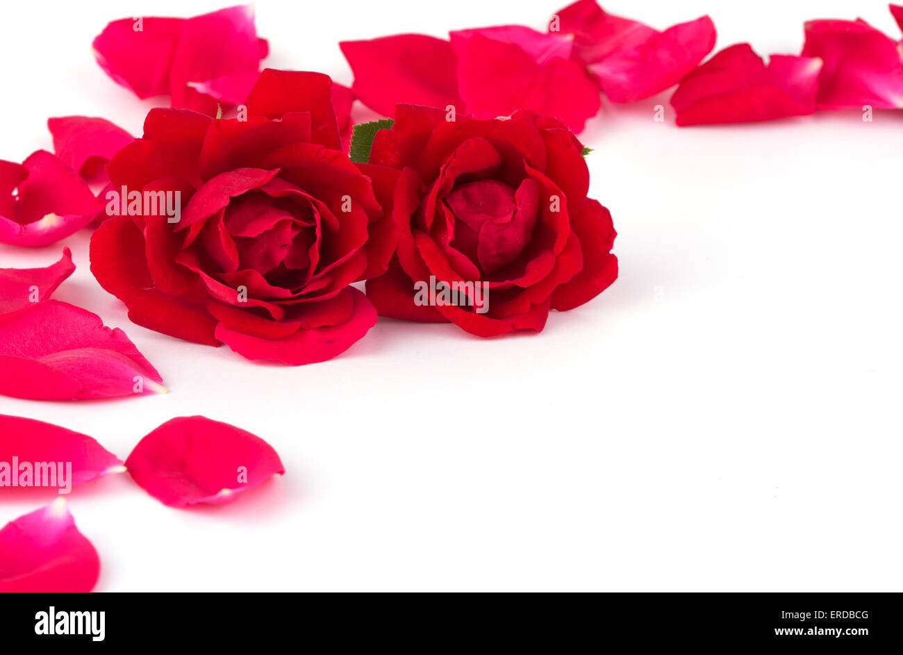 Two roses with scattered rose petals, on white background with copy ...