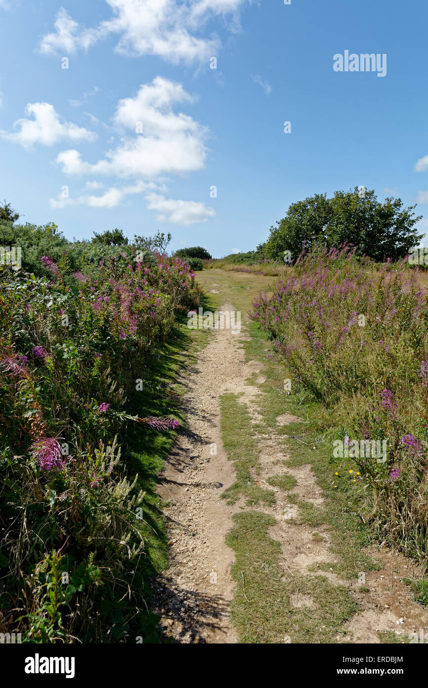 Public footpath through Headon Warren, Path, Heathland, Headon Warren ...