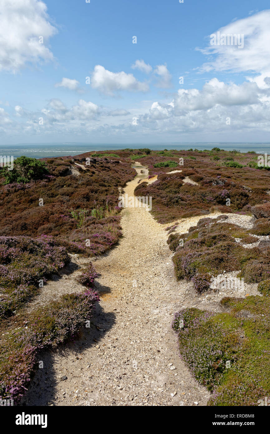 Public footpath through Headon Warren, Path, Heathland, Headon Warren ...