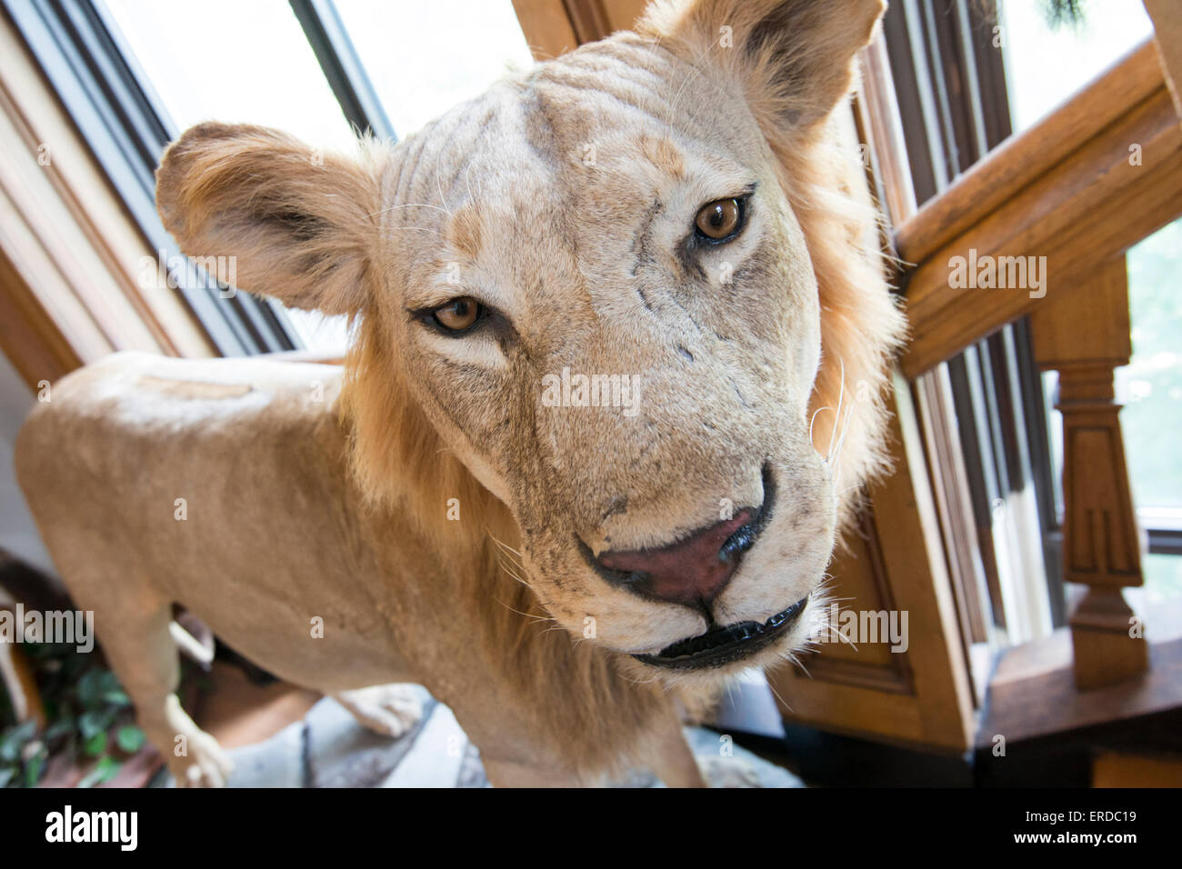 Family Fun in Montreal, Quebec, Canada. Redpath Museum. Stuffed animal ...