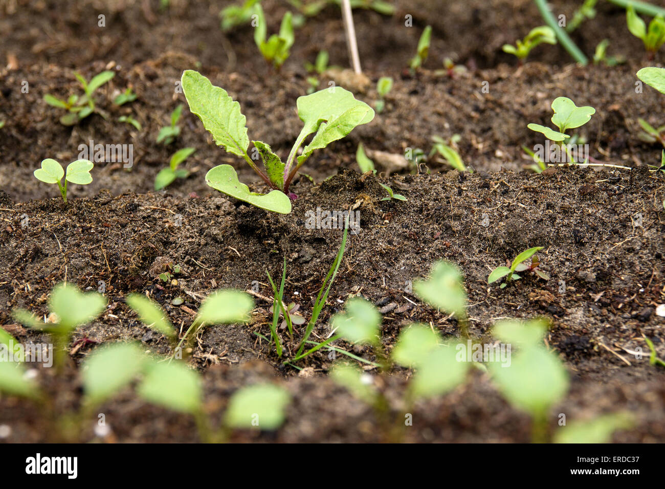 Radish sprout in vegetable garden Stock Photo - Alamy