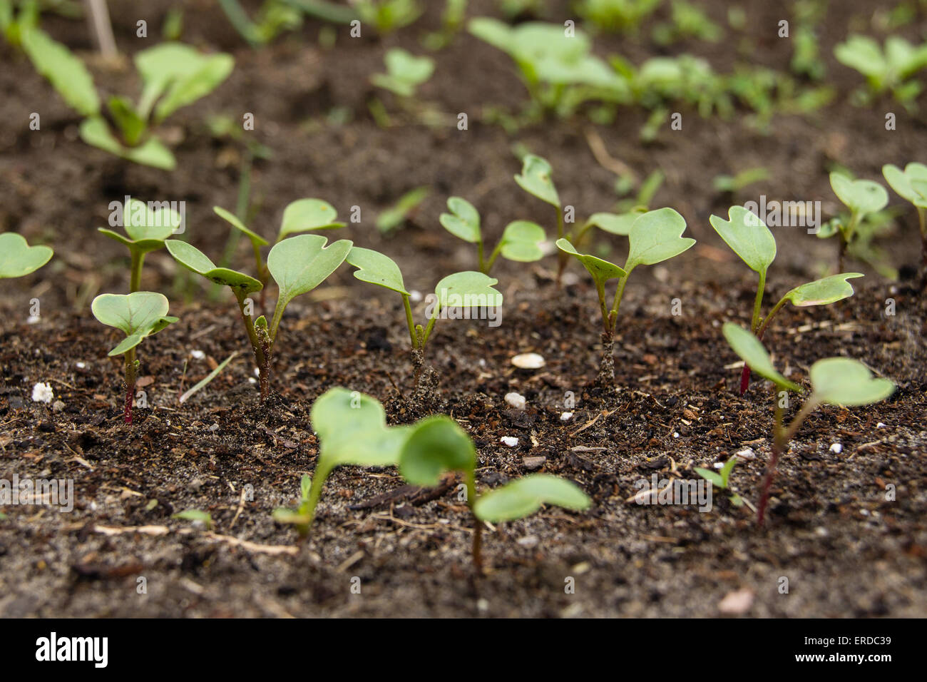 Radish garden hi-res stock photography and images - Alamy