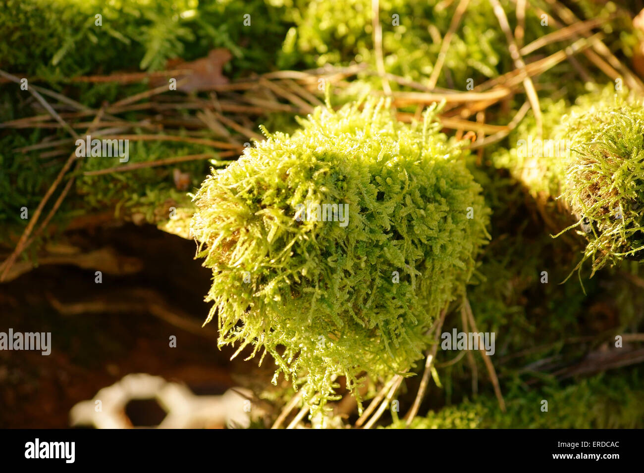 Moss bed hi-res stock photography and images - Alamy
