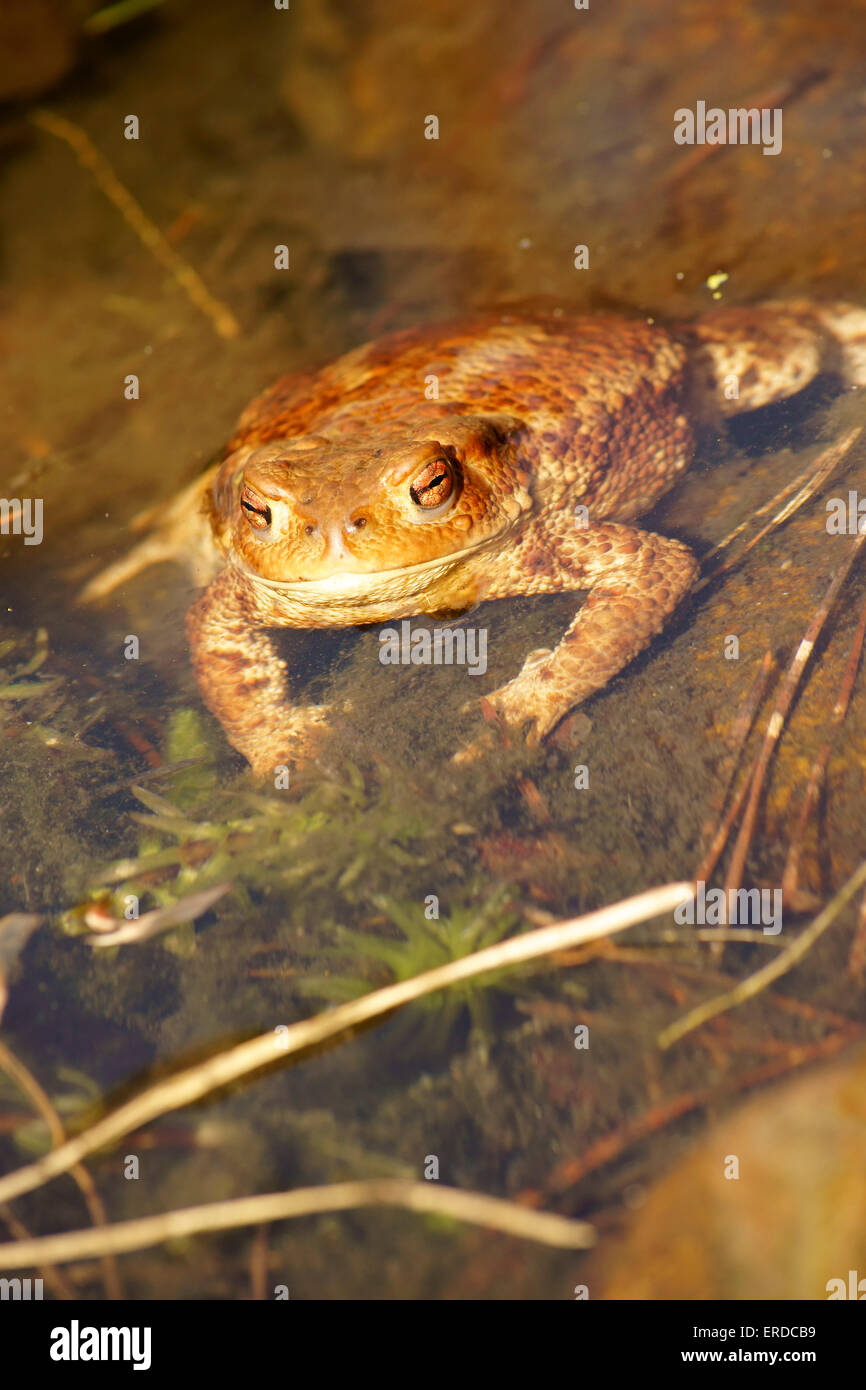 Common toad sunbathing Stock Photo - Alamy
