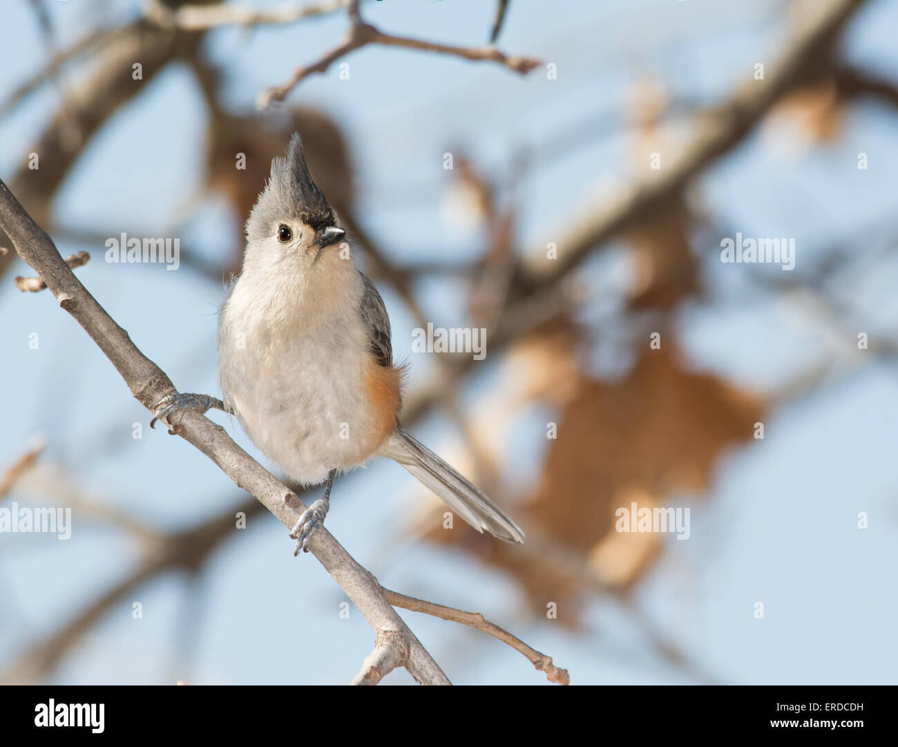 Tufted Titmouse perched in an Oak tree in winter Stock Photo - Alamy