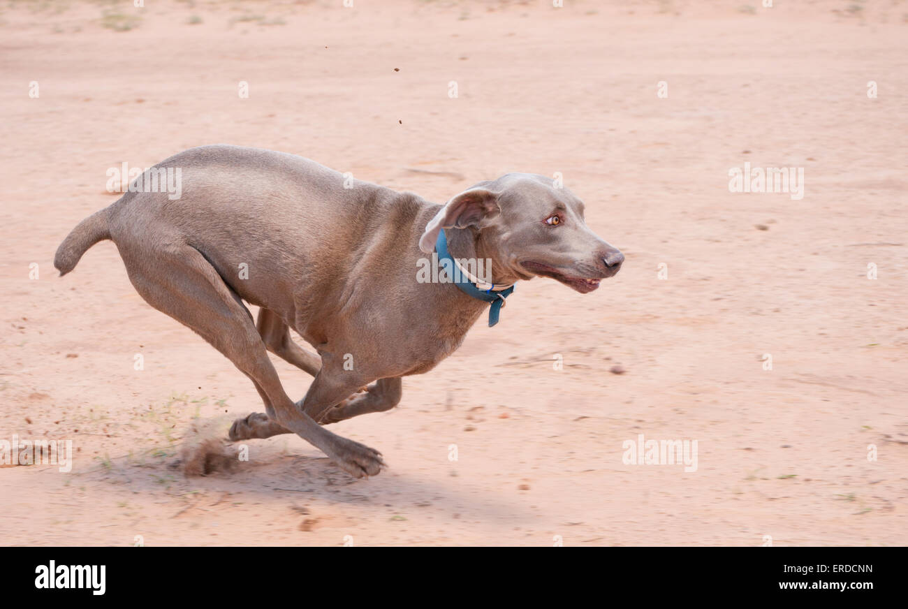 Dog running at speed hi-res stock photography and images - Alamy