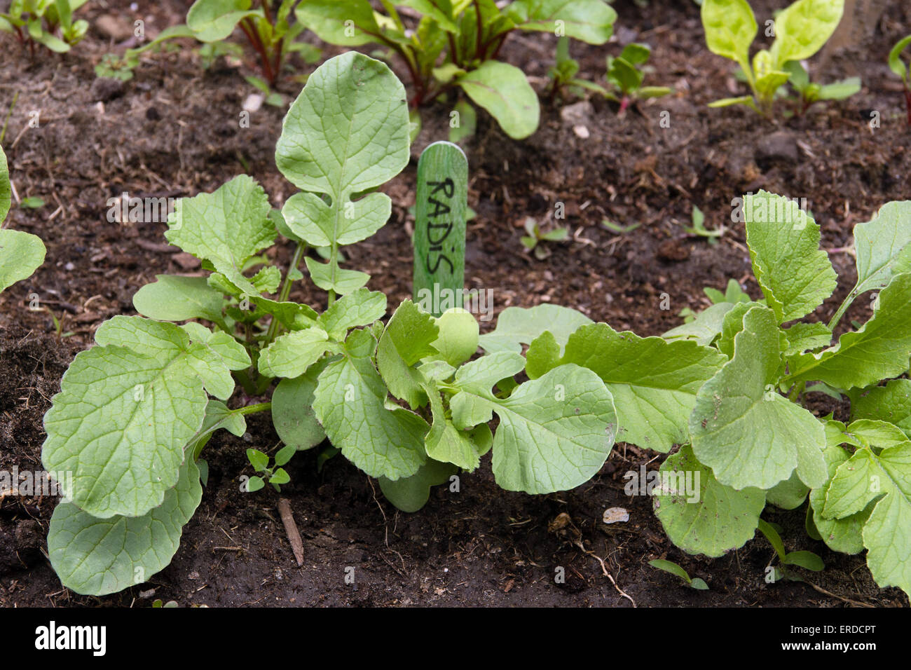 Growing Radish Sprouts