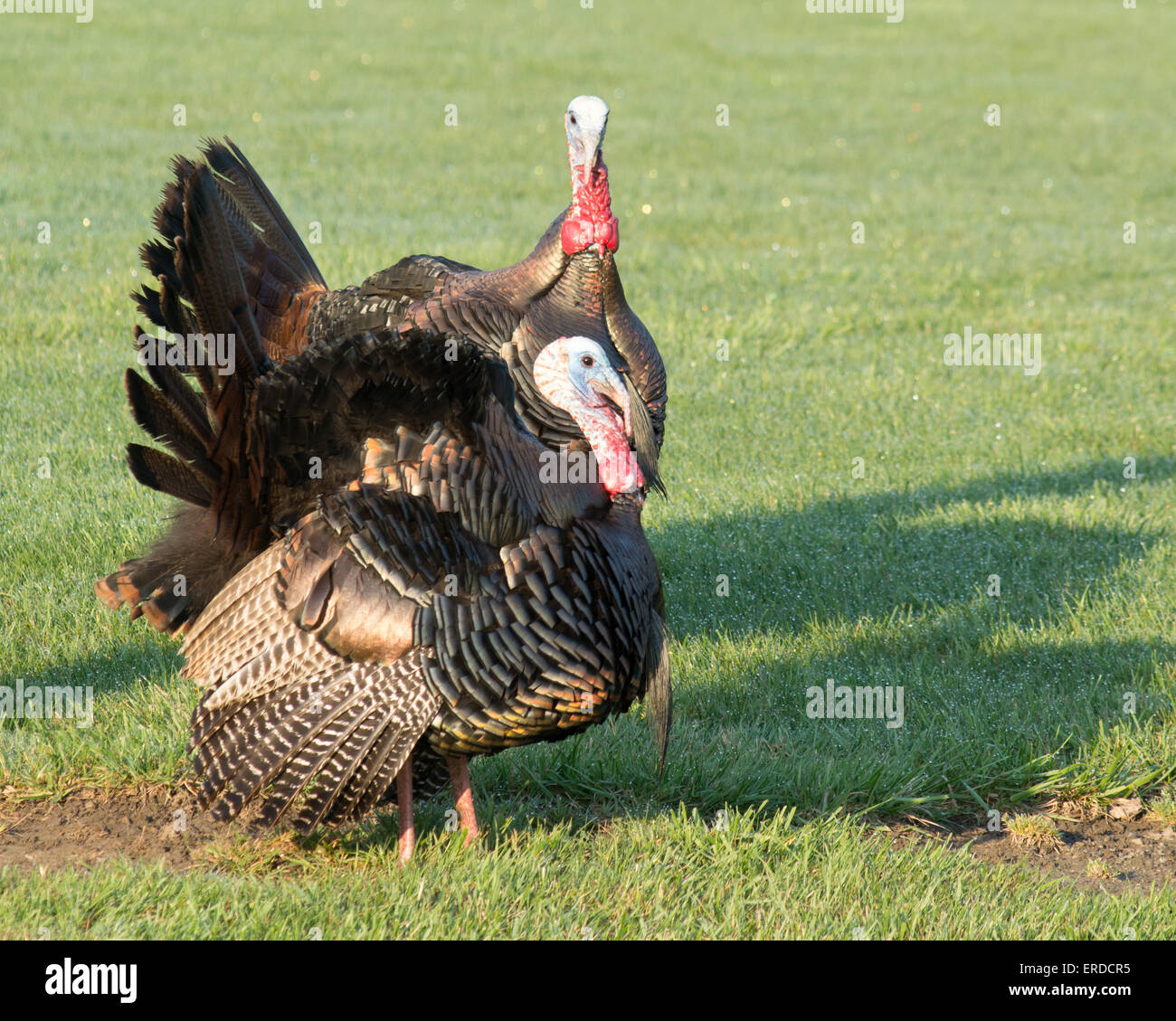 Strutting male wild turkey displaying in the spring mating season Stock ...