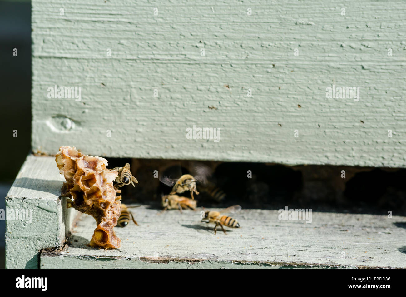 Beekeeping box hi-res stock photography and images - Alamy