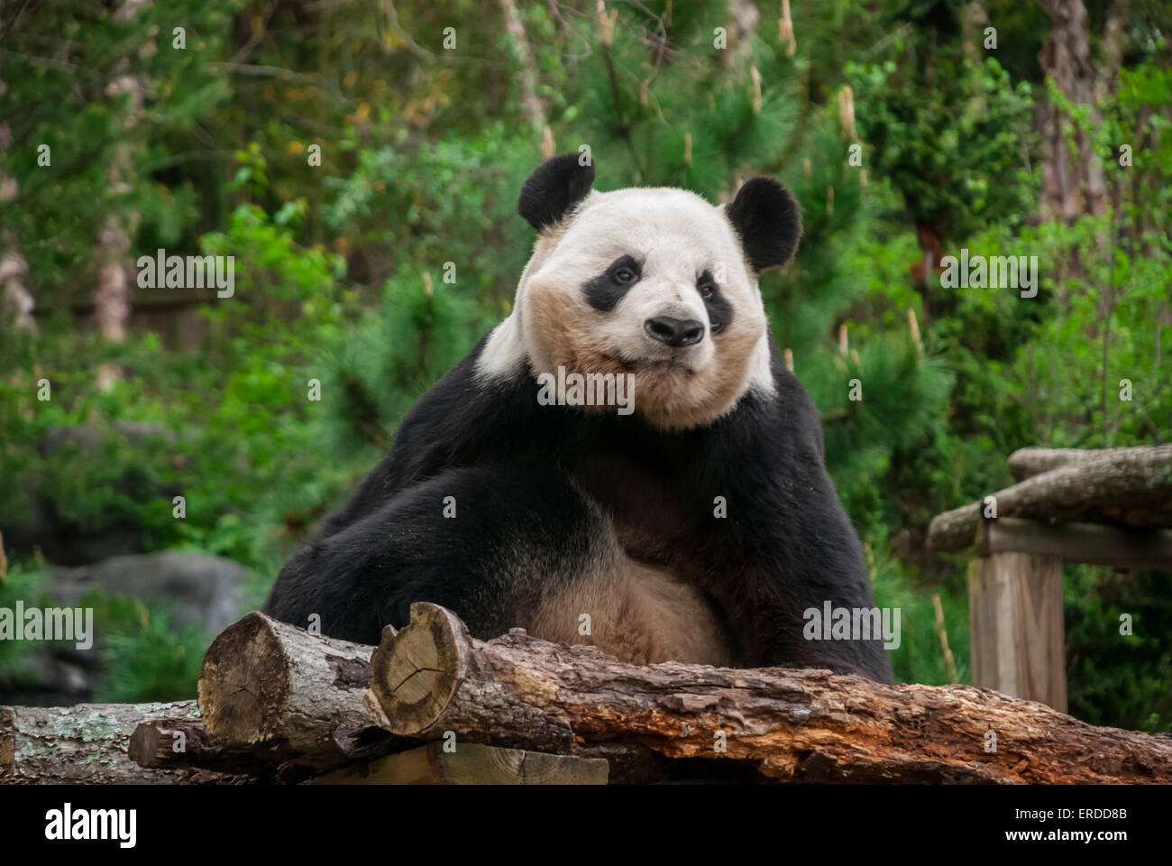 Panda bear facing camera looks into the distance Stock Photo - Alamy