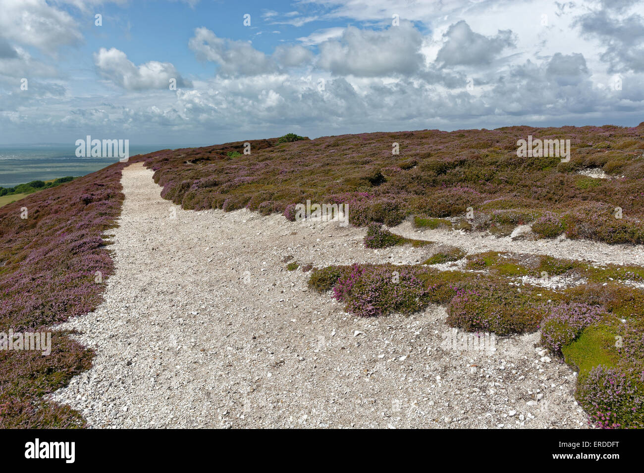 Public footpath through Headon Warren, Path, Heathland, Headon Warren ...