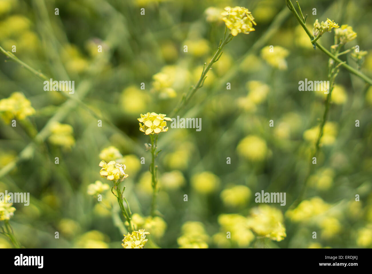 Bright shining colors of yellow and green mustard plants Stock Photo ...