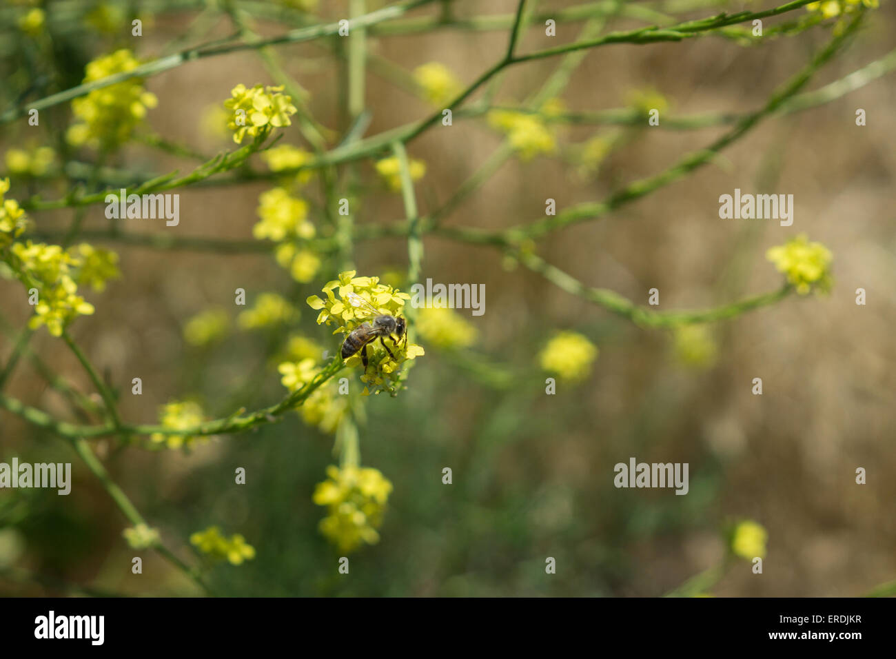 Insect field mustard hi-res stock photography and images - Alamy