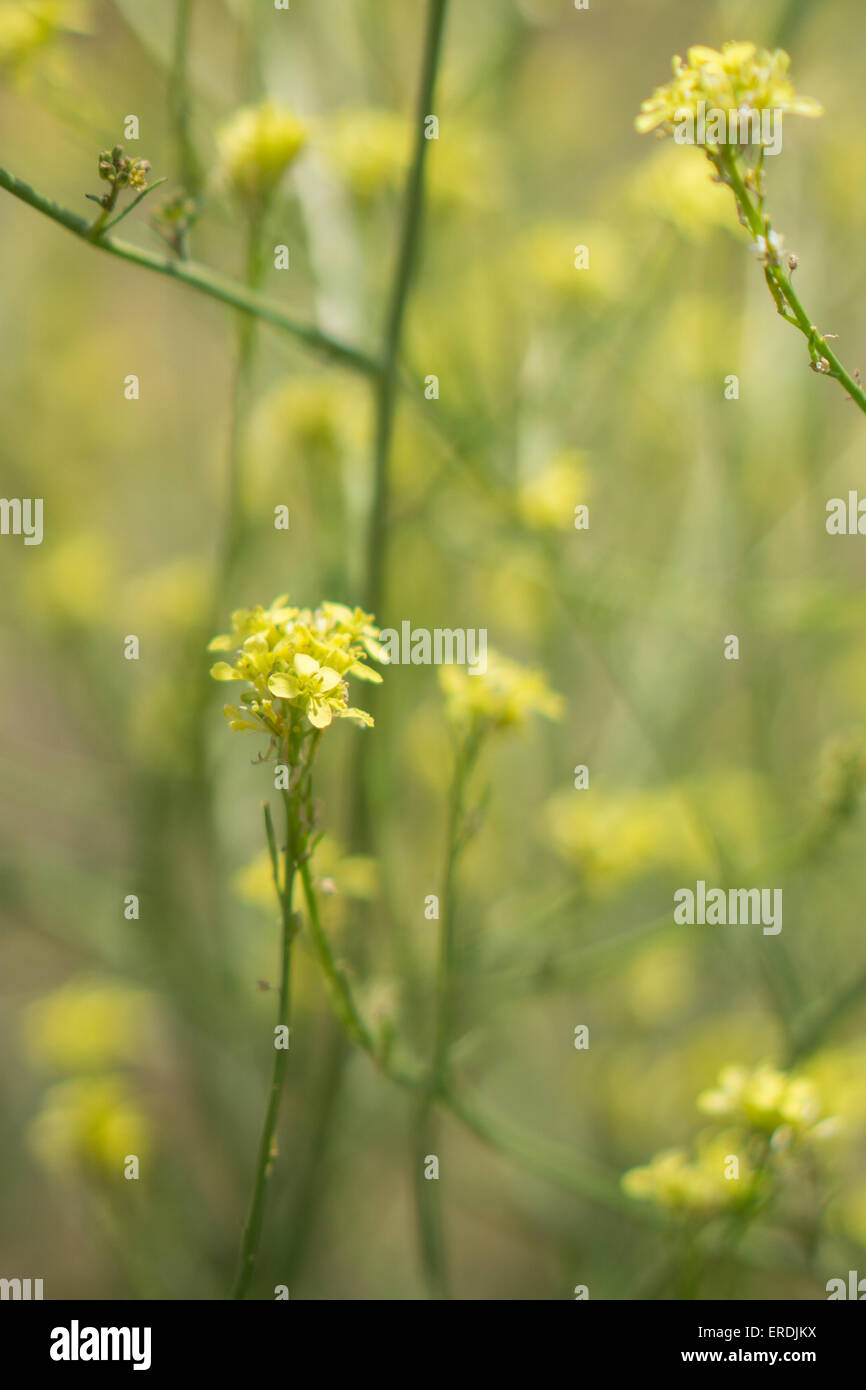 Yellow mustard plants hi-res stock photography and images - Alamy