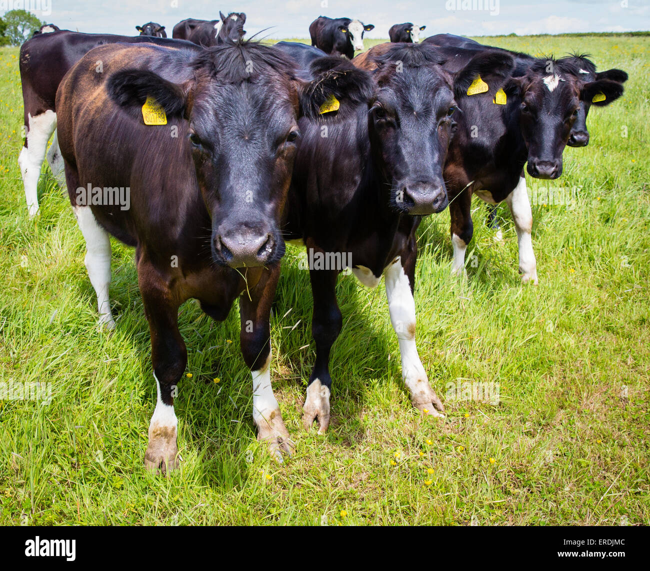 Young cows hi-res stock photography and images - Alamy