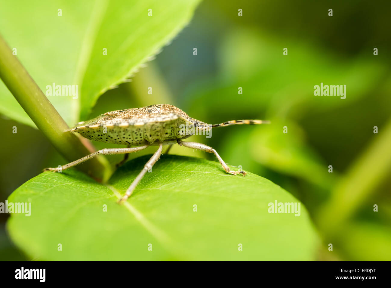 Shield Bug Insect Macro On Green Leaves Stock Photo - Alamy