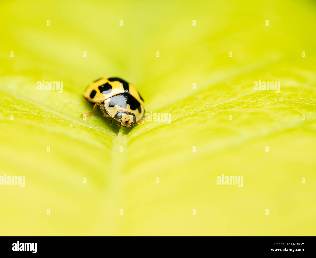 Yellow Ladybug Macro On Leaf Stock Photo - Alamy