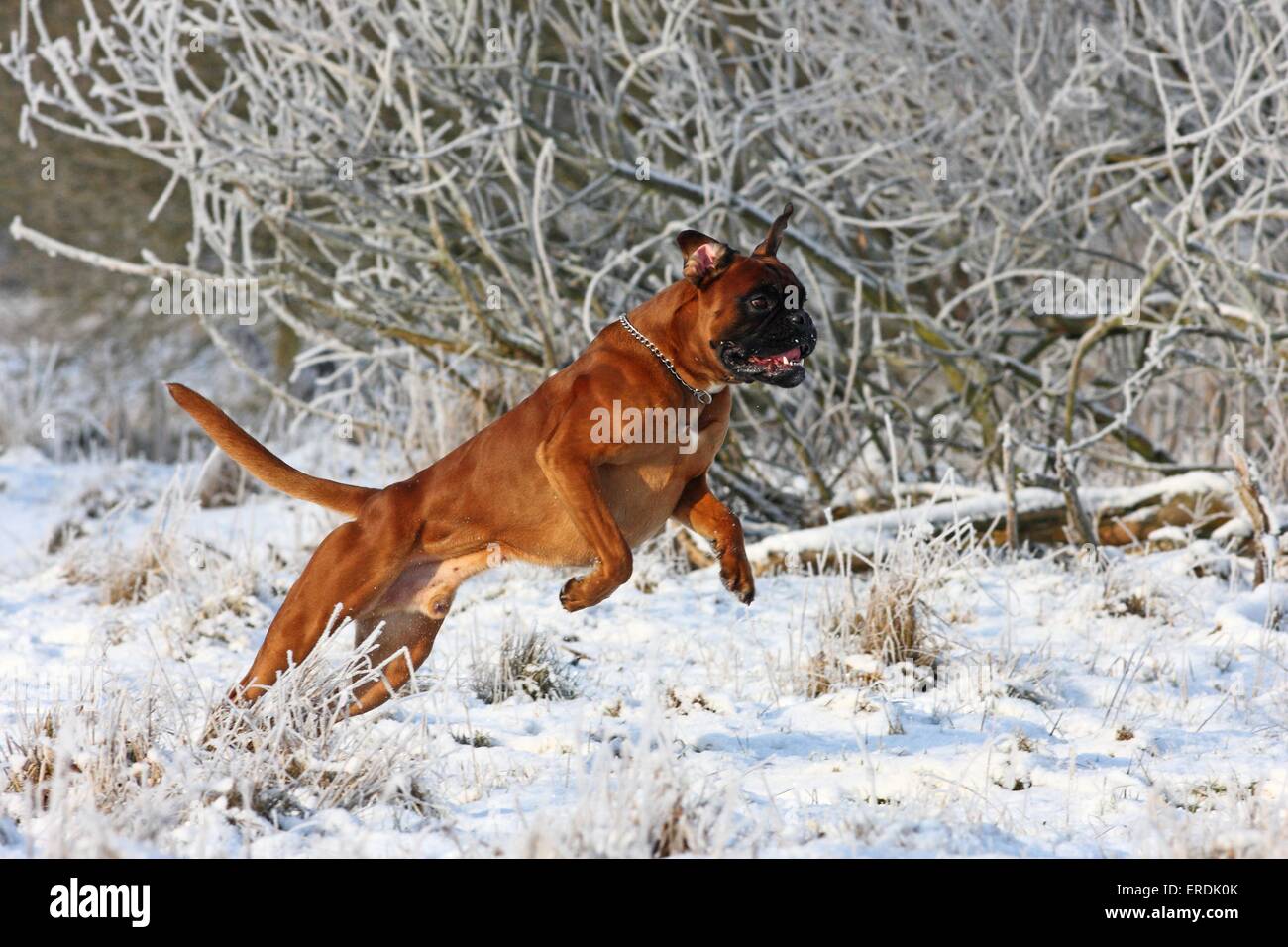 Boxer dog running hi-res stock photography and images - Alamy