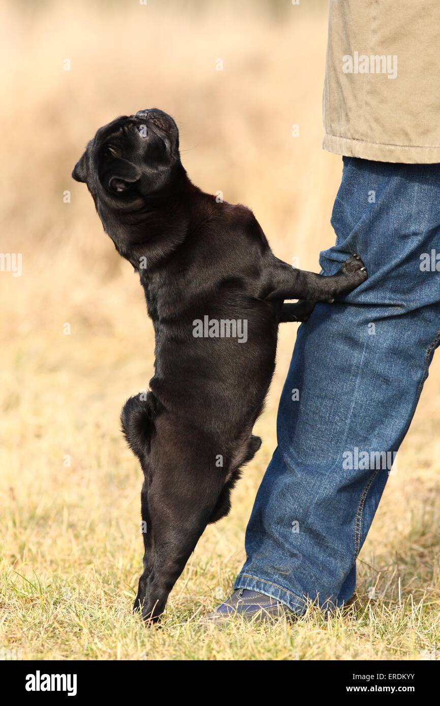 Begging pug hi-res stock photography and images - Alamy