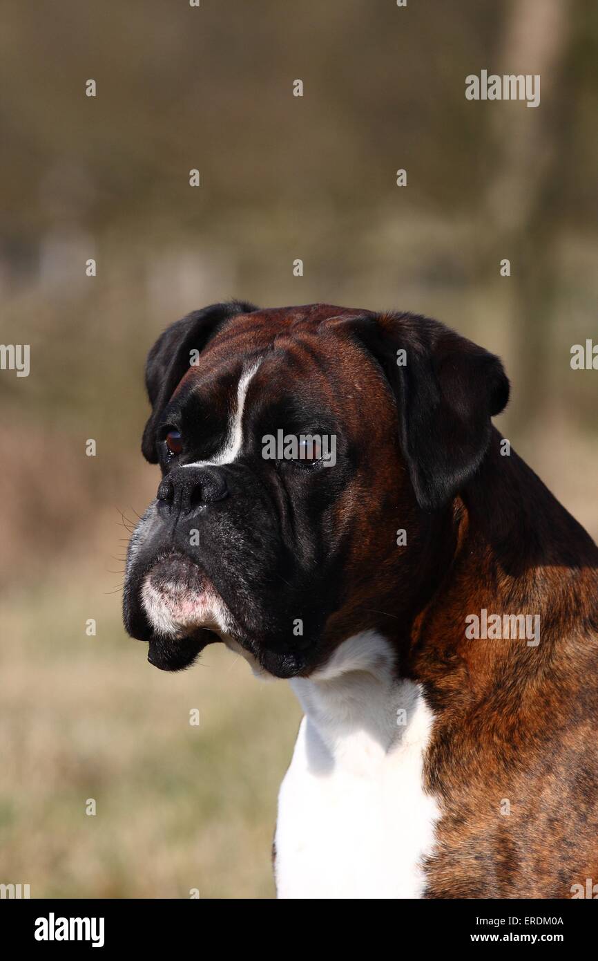 Male boxers hi-res stock photography and images - Alamy