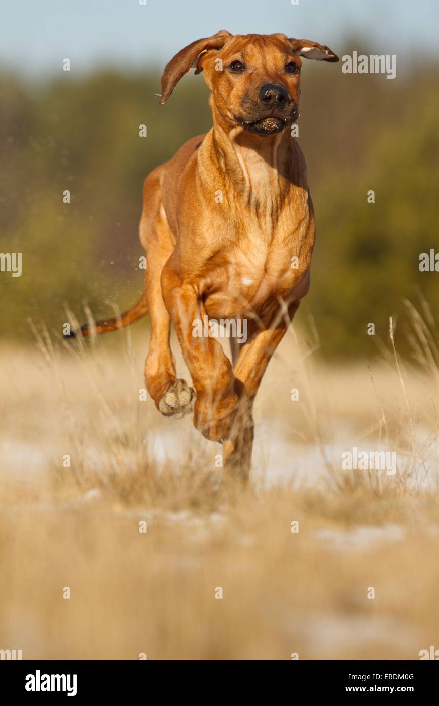 Rhodesian Ridgeback Puppy Stock Photo - Alamy