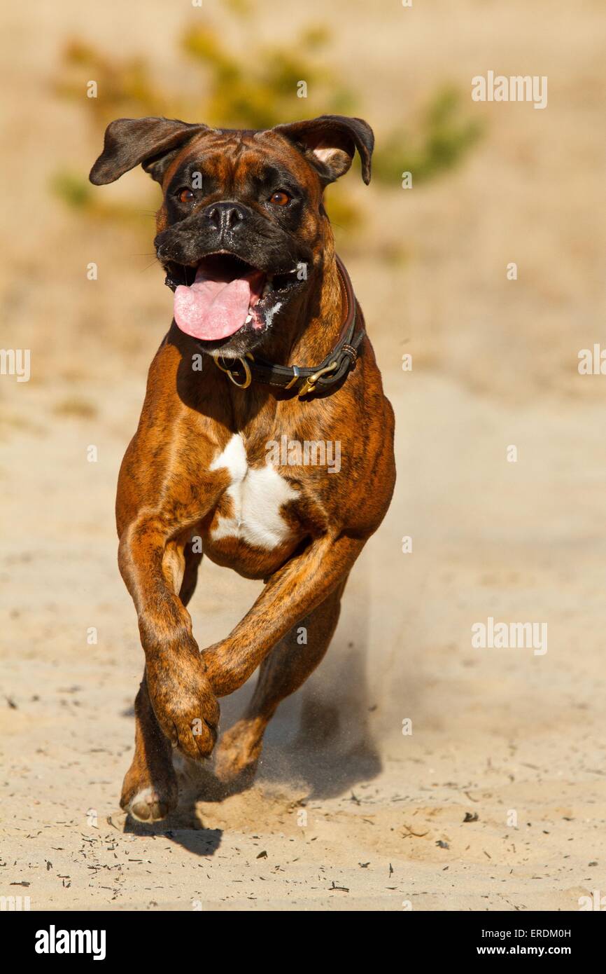 running German Boxer Stock Photo - Alamy