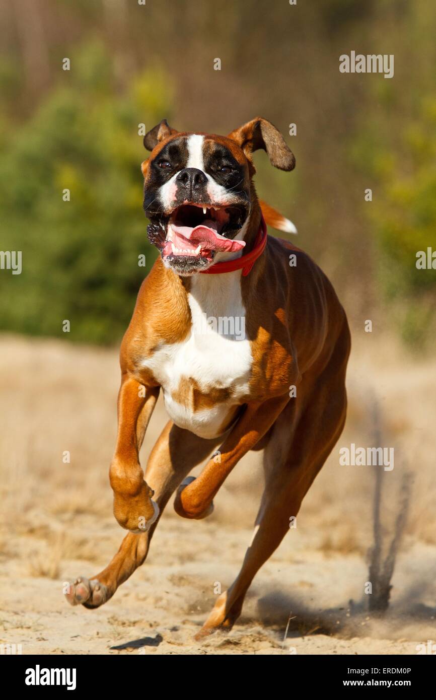 running German Boxer Stock Photo - Alamy