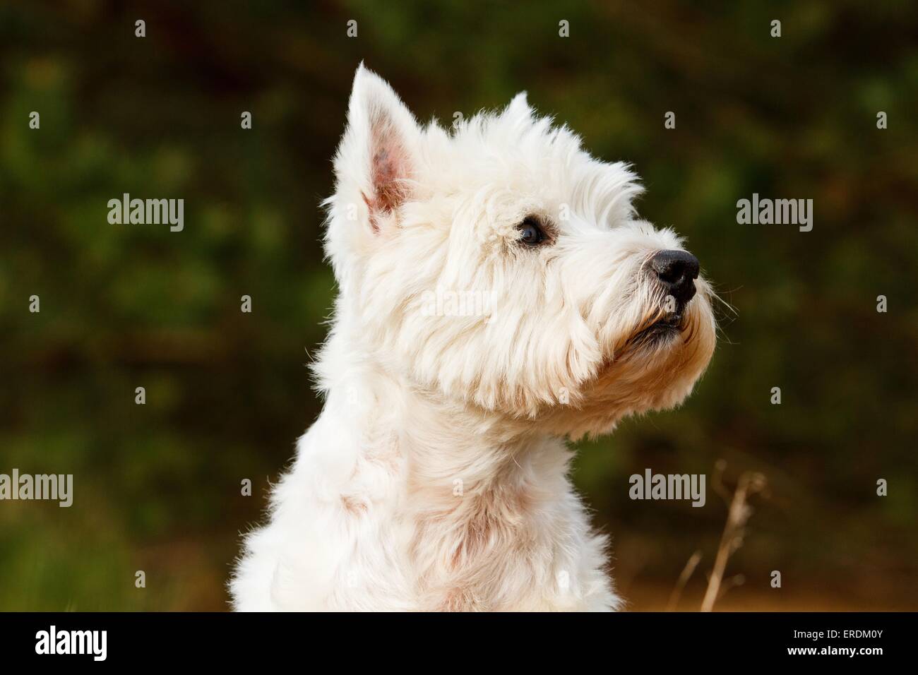 West Highland White Terrier Portrait Stock Photo - Alamy